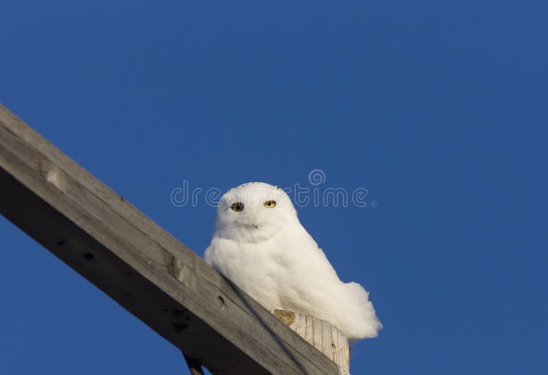 Snowy Owl Perched stock image. Image of white, isolated - 23317441