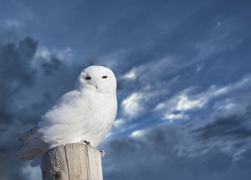 Snowy Owl Perched stock photo. Image of predator, cloud - 23317530