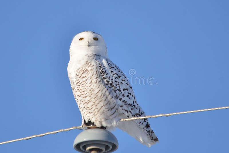 Snowy Owl Perched stock photo. Image of canada, birds - 63663080