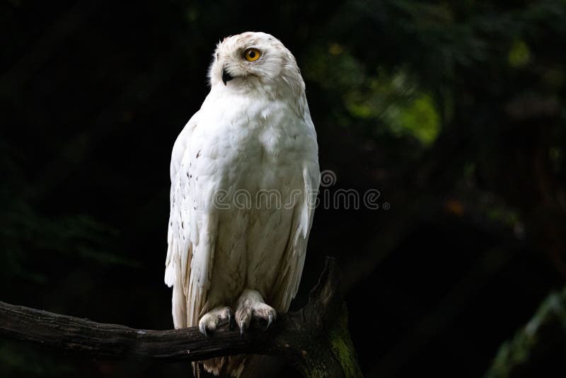 Snowy Owl Perched on the Tree Branch Stock Image - Image of bird, woods ...
