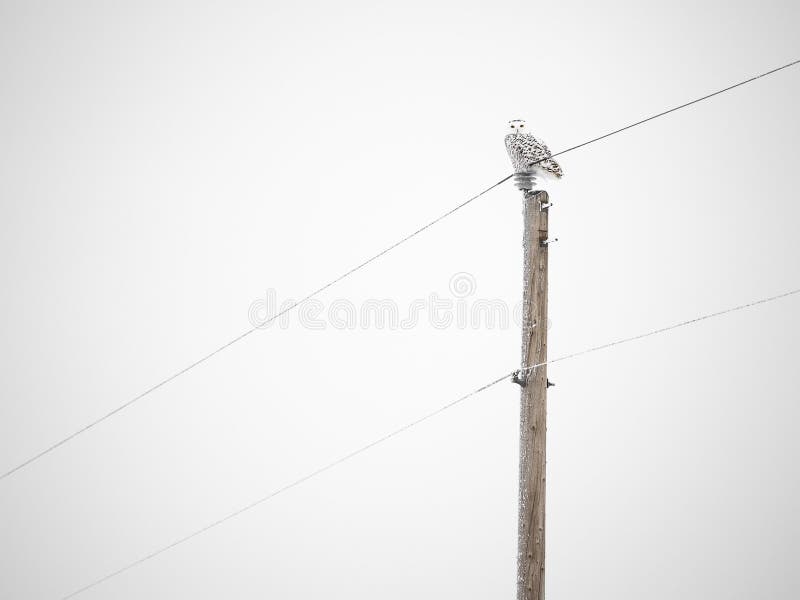 Snowy Owl on Pole with Power Line Stock Image - Image of seasonal ...