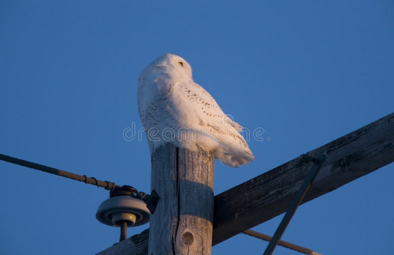 Snowy Owl on Pole stock photo. Image of winter, snowy - 109776088