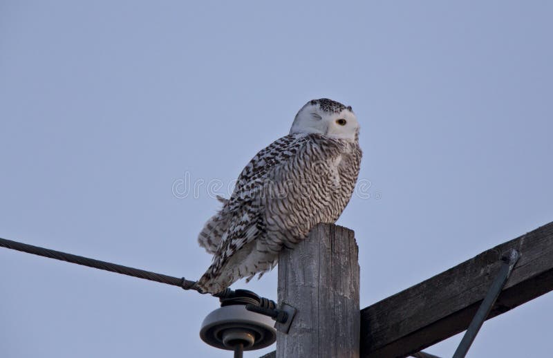 Snowy Owl on Pole stock photo. Image of snowy, hunter - 107149142