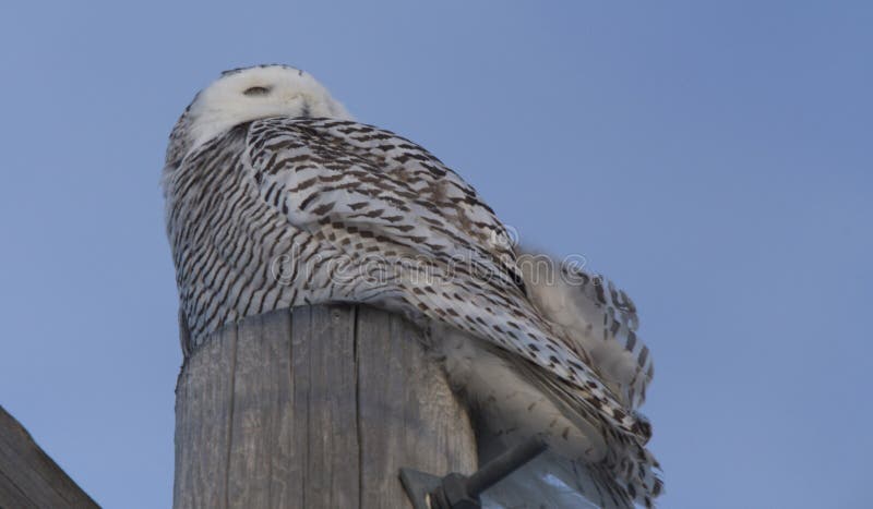 Snowy Owl on Pole stock image. Image of animal, hunter - 107149211