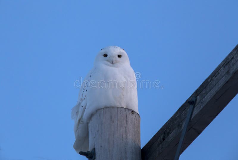 Snowy Owl on Pole stock photo. Image of winter, wildlife - 107149250