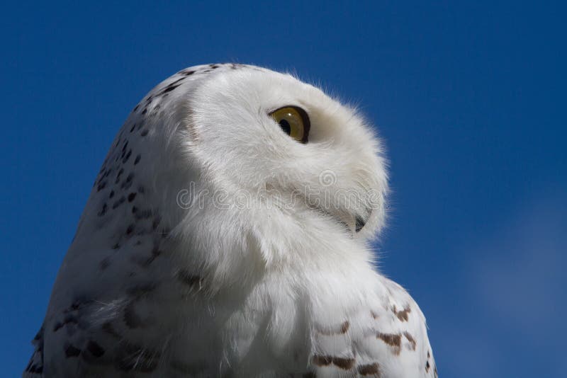 Snowy Owl stock photo. Image of feathers, profile, falconry - 88697742