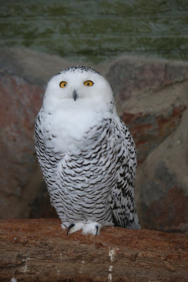 Snowy Owl Side Stock Photos - Free & Royalty-Free Stock Photos from ...