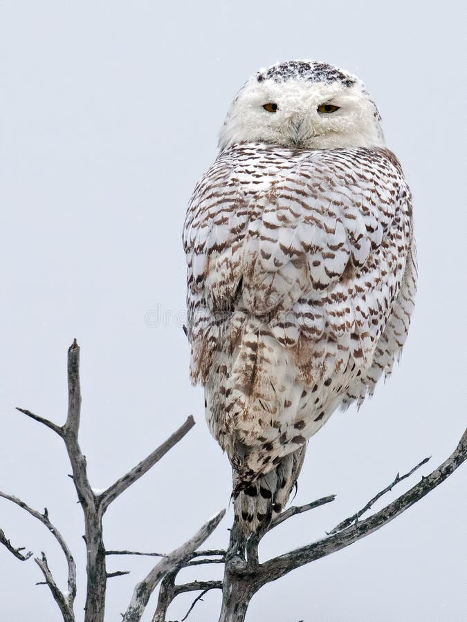 Snowy Owl stock image. Image of bubo, peekaboo, flight - 36832103