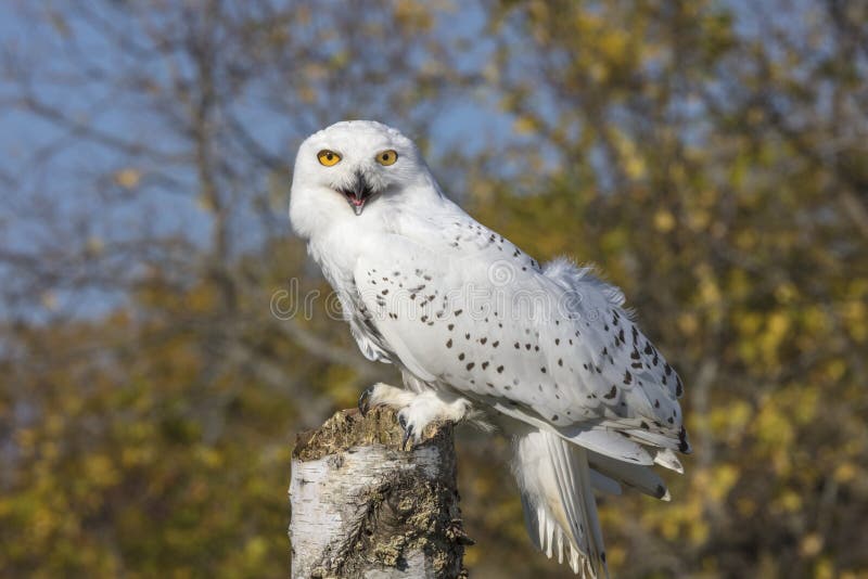 101 Snowy Owl Wingspan Photos - Free & Royalty-Free Stock Photos from ...