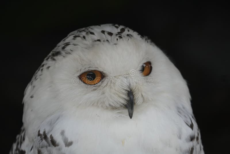 Snowy owl in the sun stock image. Image of bubo, strigidae - 256060025