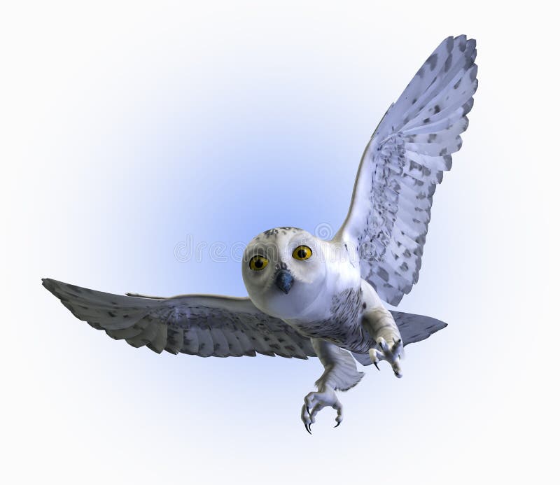 Snowy Owl Swooping Down - Includes Clipping Path Stock Illustration ...