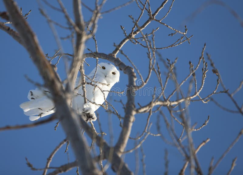 Snowy Owl in Tree stock photo. Image of yelloweyed, male - 35496342