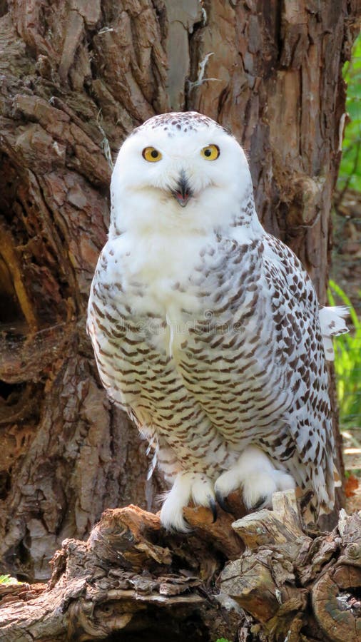 Snowy owl in tree stock photo. Image of summer, tree - 71230680