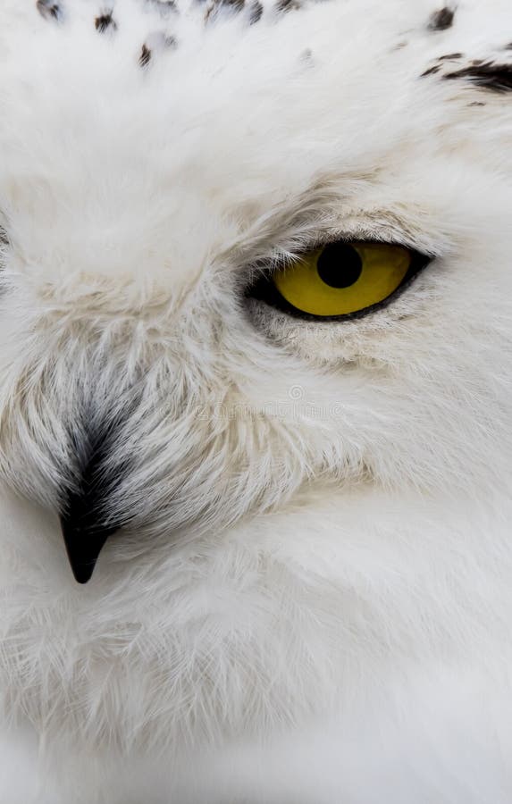 Snowy Owl up Close stock photo. Image of sapient, animal - 94815056