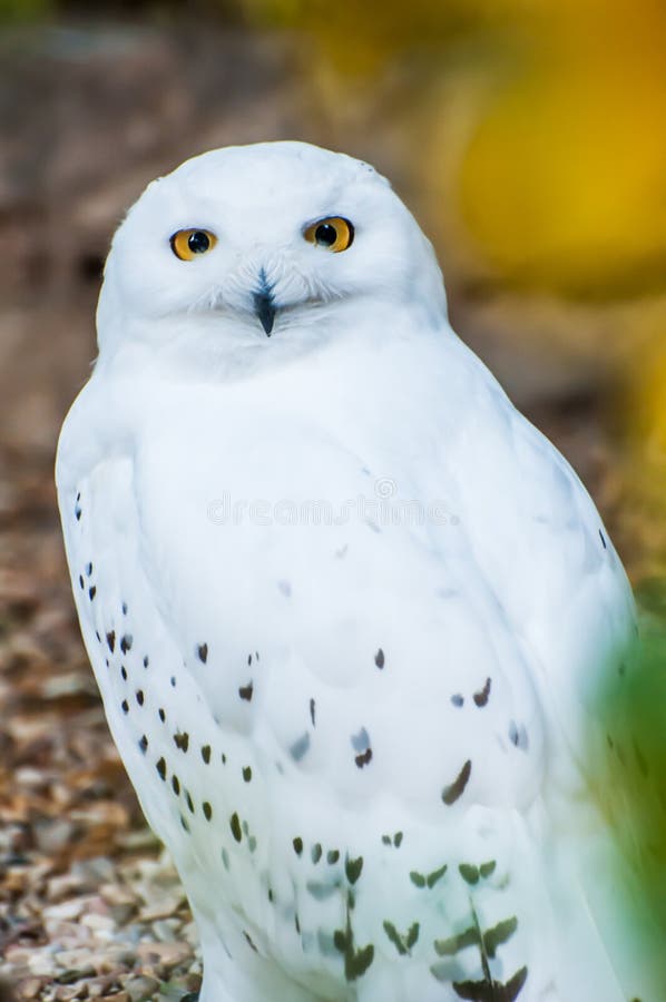 Snowy owl, white predator stock image. Image of beautiful - 107382031