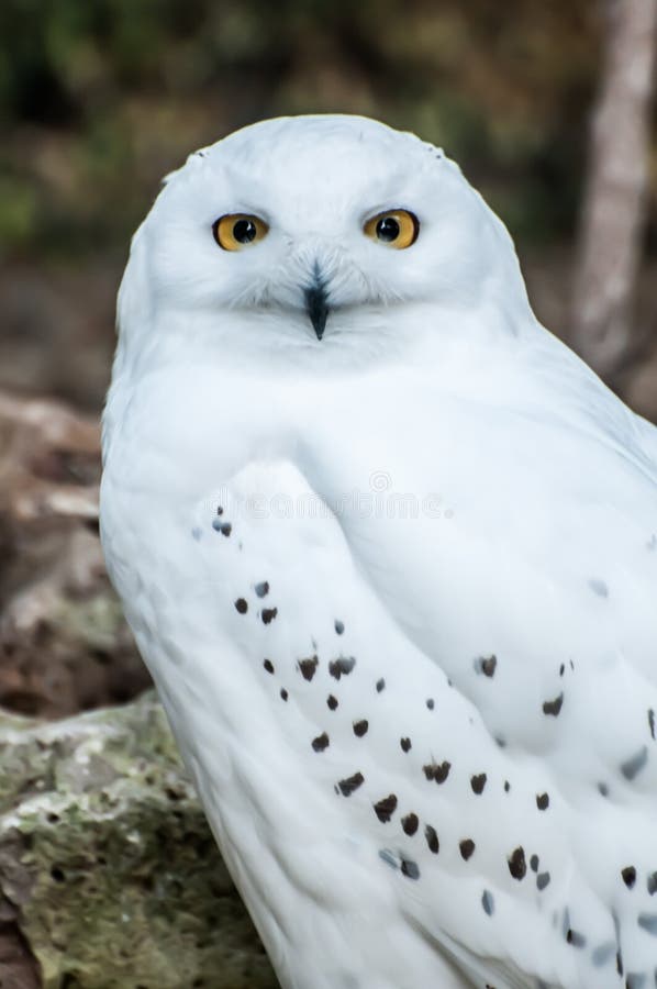Snowy owl, white predator stock image. Image of portrait - 107382053
