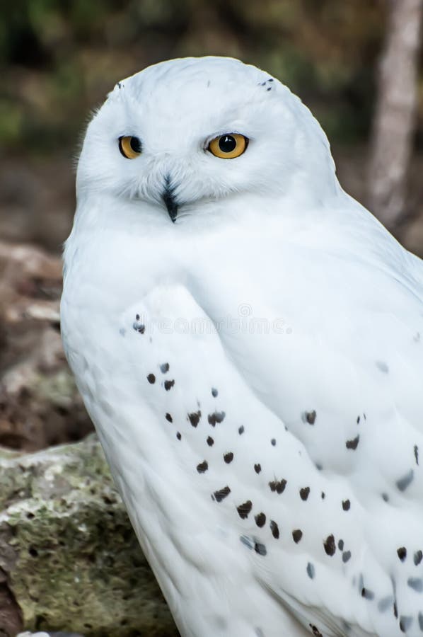 Snowy owl, white predator stock image. Image of nyctea - 107382185