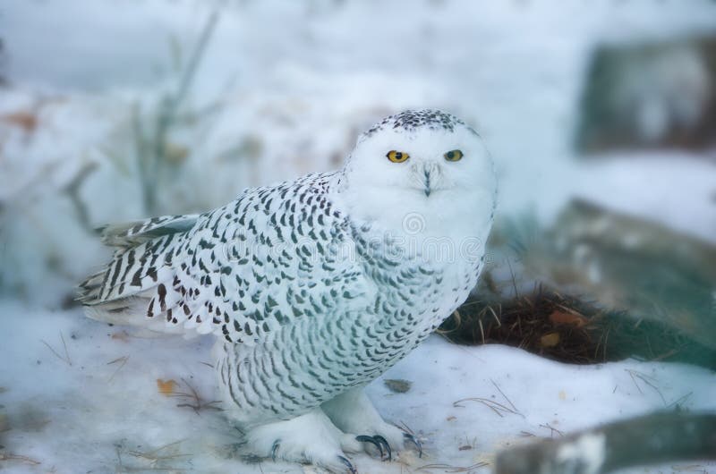 Snowy owl in the wild stock image. Image of closeup, claws - 69322495