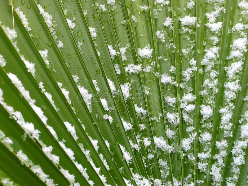 Snowy Palm Frond stock image. Image of cold, season, winter - 45305