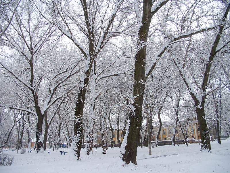 Snowy Park Scene with Trees, Building, Overcast Sky, and Winter ...
