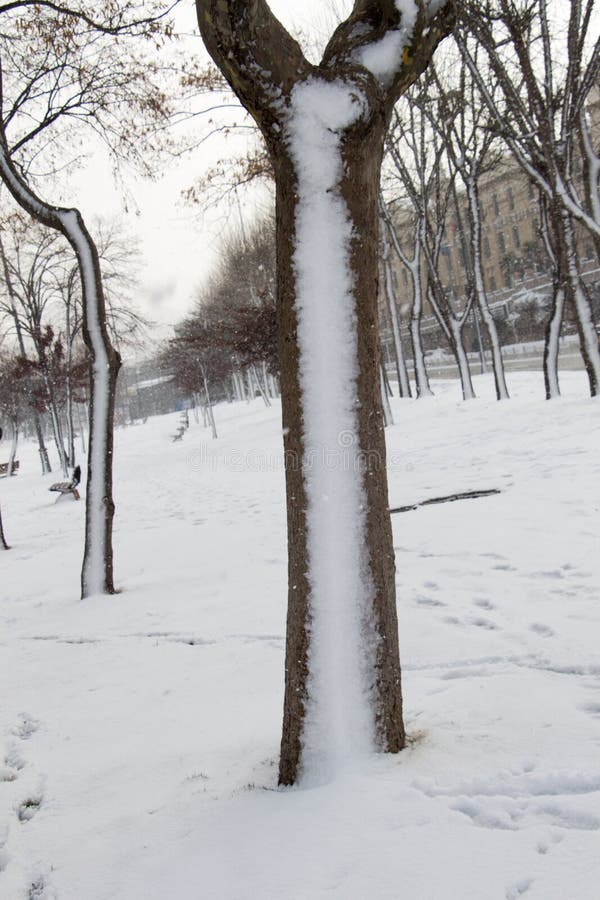 Snow Melting On Tree Branch During Sunrise Picture. Image: 109928074