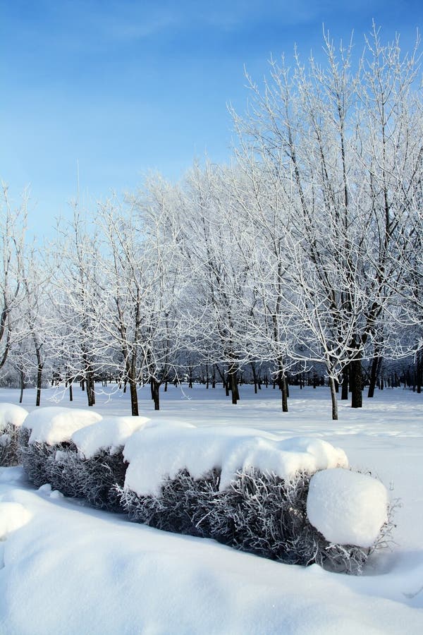 Snowy park in winter stock photo. Image of snow, outdoor - 13376972