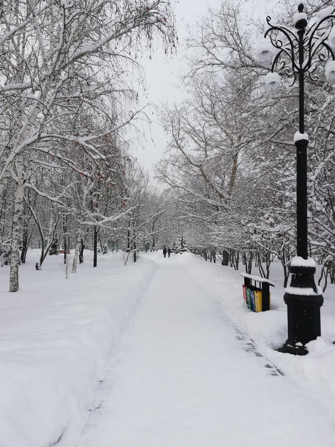 Snowy park stock photo. Image of frouzy, trees, snowy - 136417448