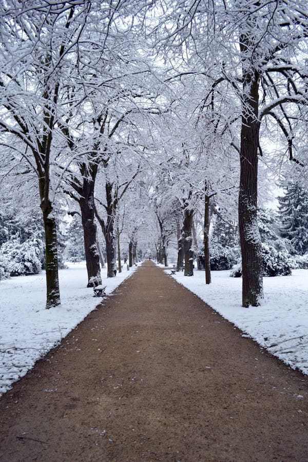 Snowy path in a park stock photo. Image of snow, hiver - 123689032