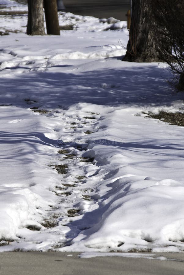 Snowy Path stock image. Image of blue, white, winter - 23293339