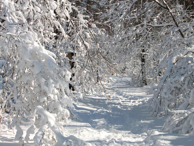 Snowy Path stock image. Image of forest, winter, storm - 602109