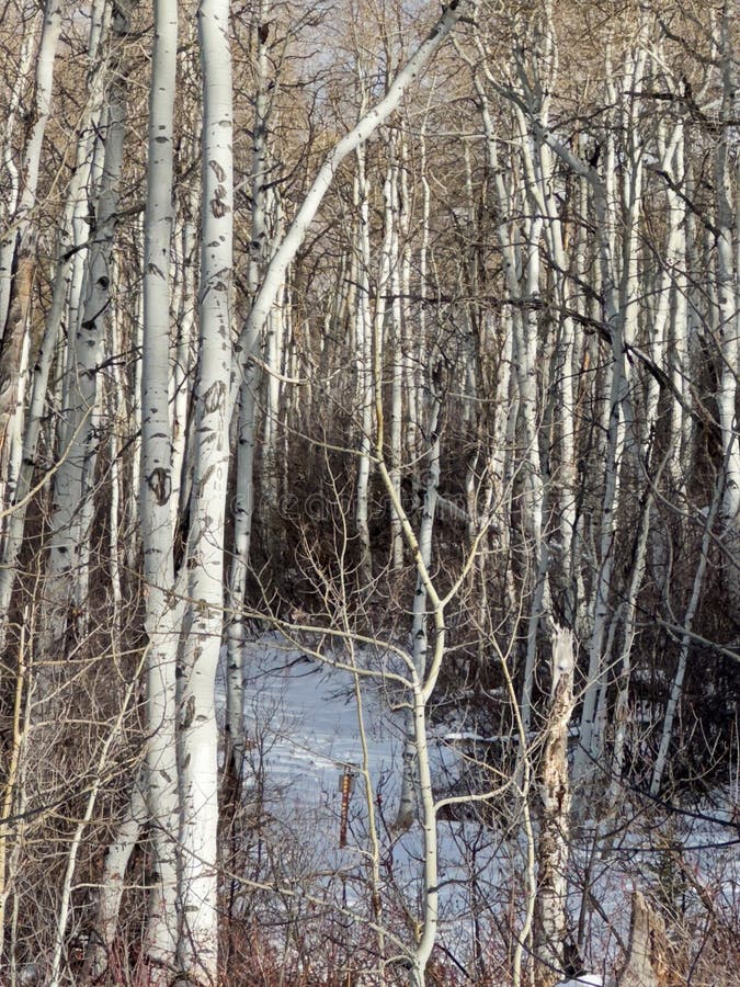 Snowy Path in an Aspen Grove Stock Image - Image of plants, forest ...