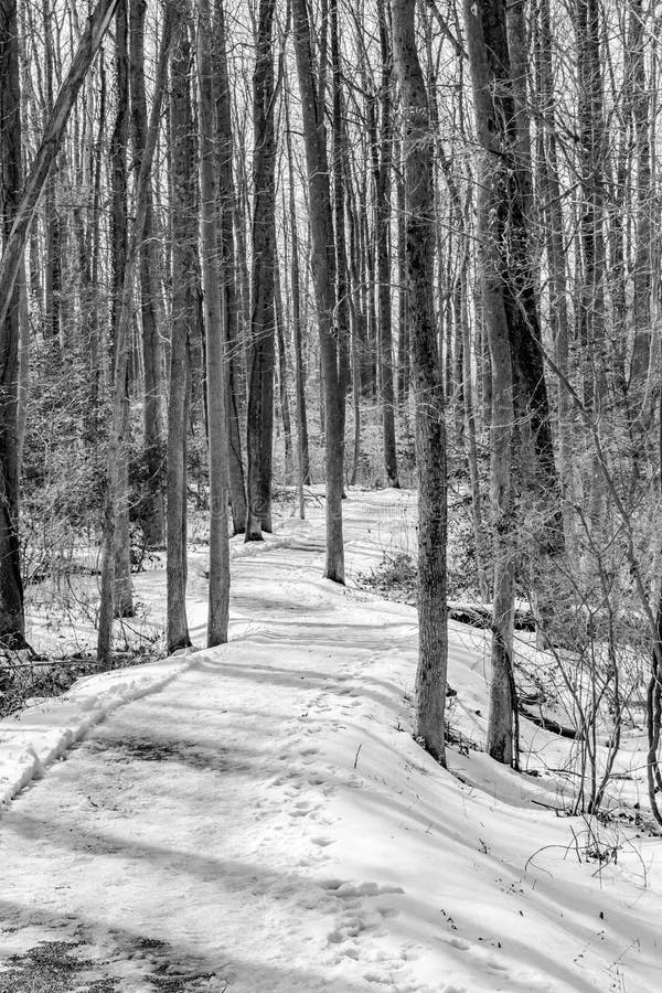 Snowy Path stock photo. Image of trees, branch, hourney - 67848416