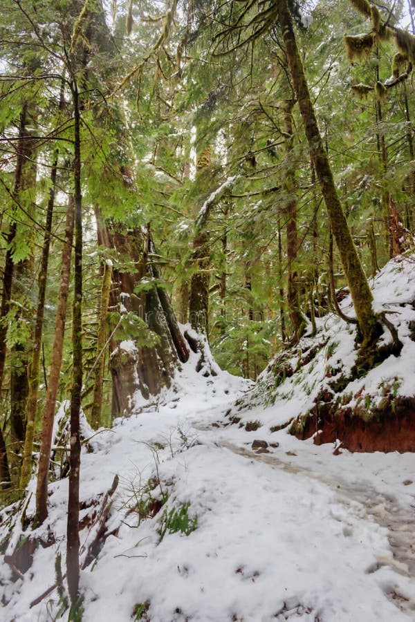 Snowy path through forest stock photo. Image of path - 111710568