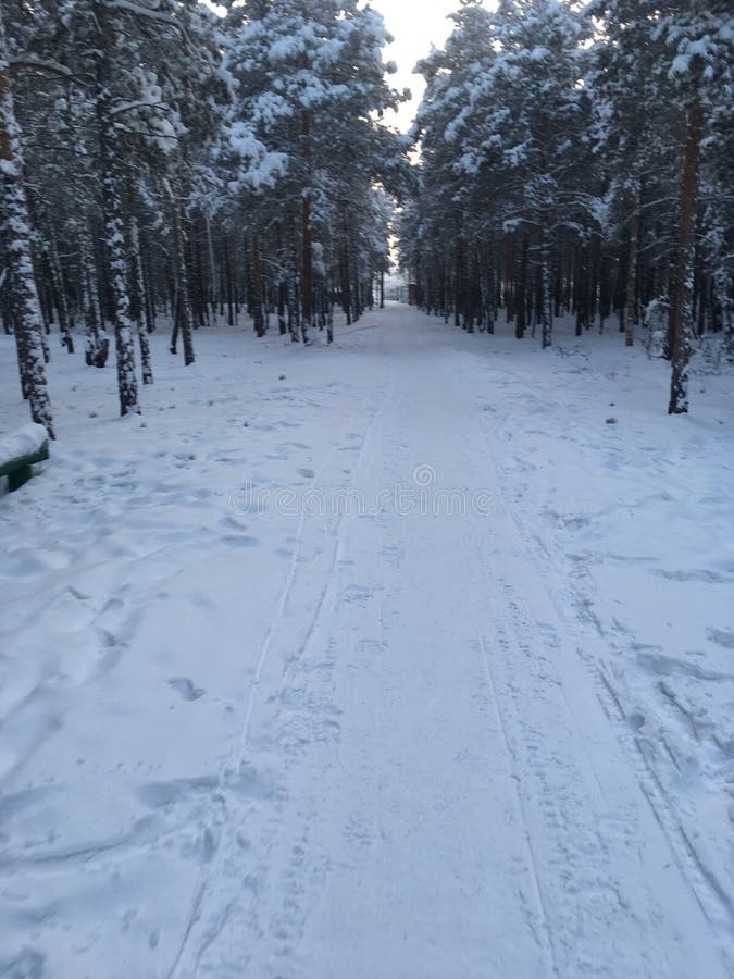 Snowy Path in the Forest in Winter Stock Photo - Image of path, forest ...