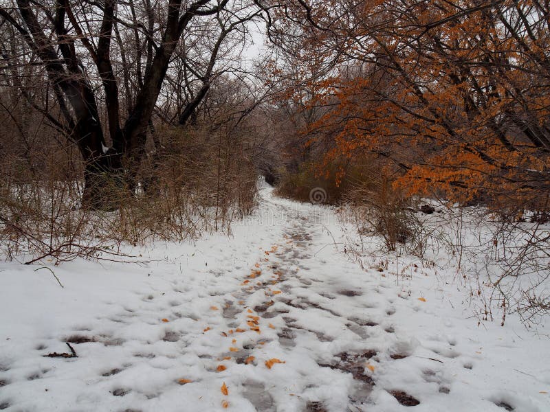 Snowy Path stock photo. Image of hike, woods, tree, branch - 91214142
