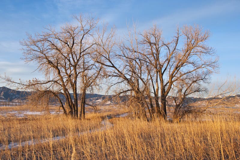 Snowy Path Leads between 2 Trees into the Distance Stock Photo - Image ...