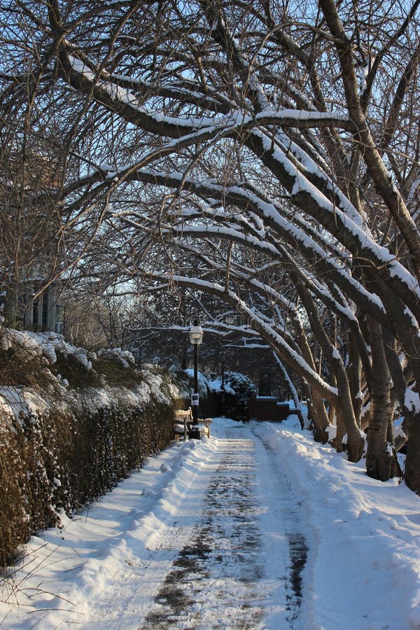 Snowy Path with Overhanging Trees Stock Image - Image of weather, frost ...