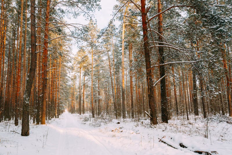 Snowy Path, Road, Way or Pathway in Winter Forest Stock Image - Image ...