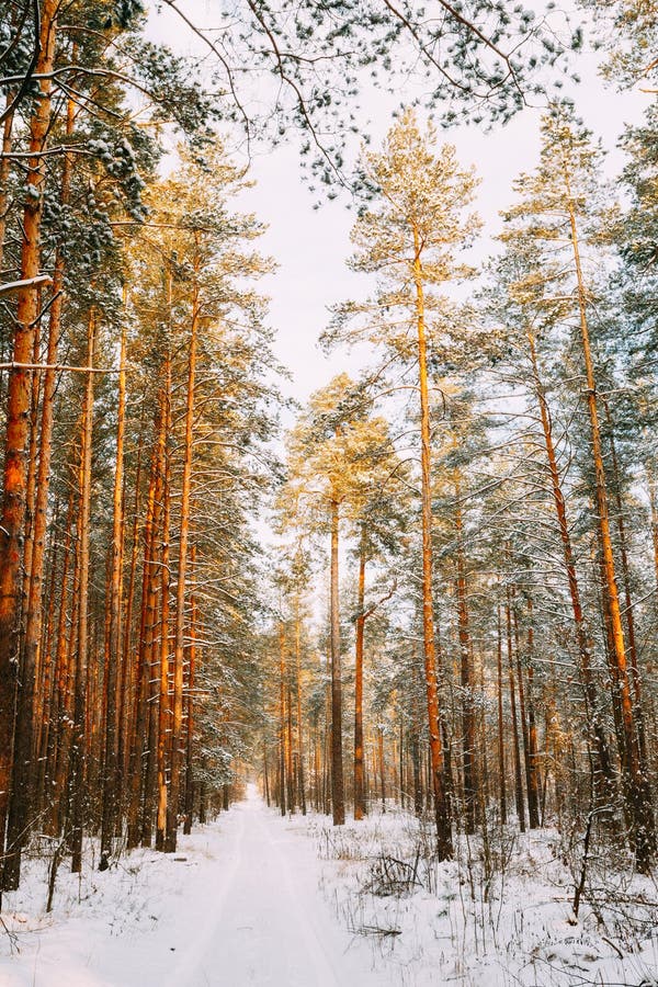 Snowy Path, Road, Way or Pathway in Winter Forest Stock Image - Image ...