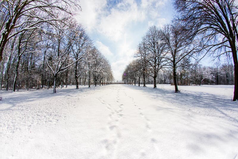 Snowy Path into Several Trees in a Forest Stock Image - Image of nature ...