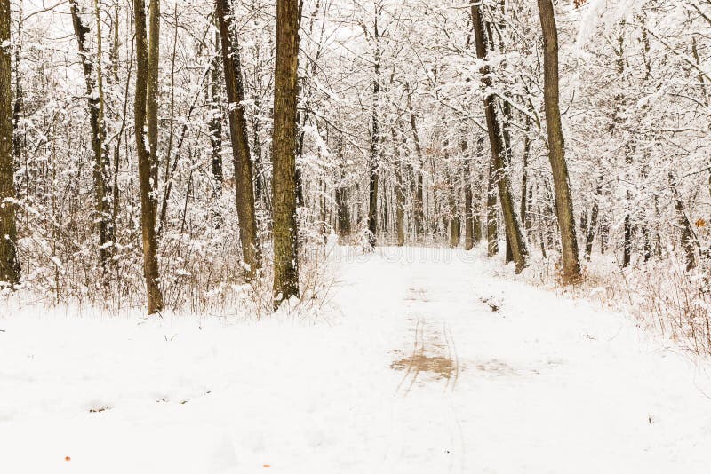 Snowy Path into Several Trees in a Forest Stock Image - Image of alley ...