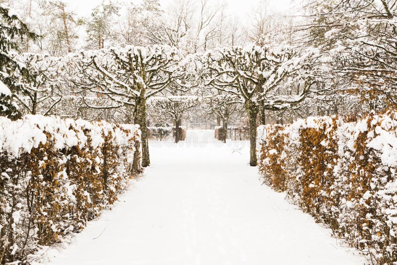Snowy Path into Several Trees in a Forest Stock Photo - Image of forest ...