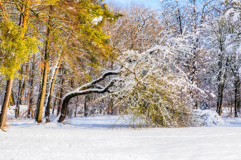 Snowy Path into Several Trees in a Forest Stock Image - Image of cloud ...