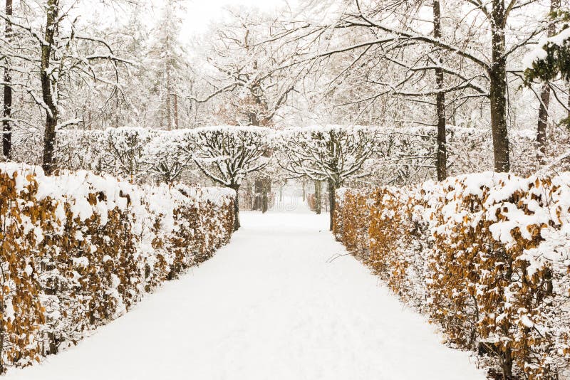 Snowy Path into Several Trees in a Forest Stock Image - Image of ...