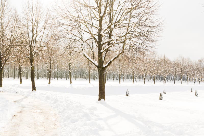Snowy Path into Several Trees in a Forest Stock Photo - Image of freeze ...