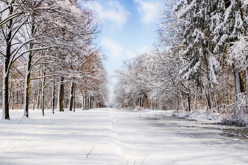 Snowy Path into Several Trees in a Forest Stock Image - Image of frost ...