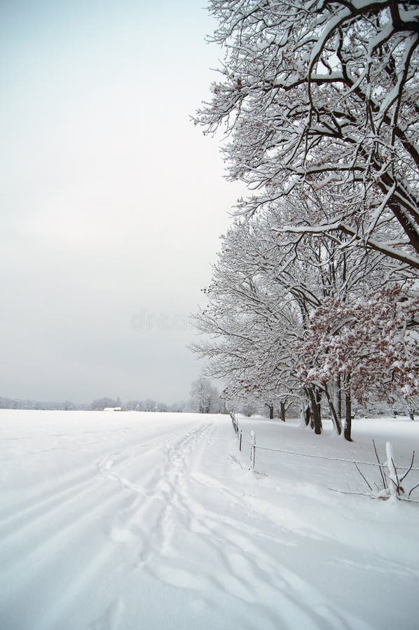 Snowy Path Surrounded by Tall Dark Trees Stock Photo - Image of asphalt ...