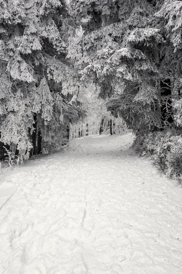 Snowy path stock photo. Image of branches, silence, lonely - 50090238