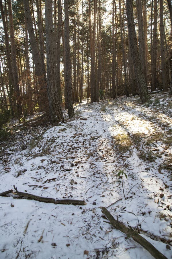 Snowy path among trees stock image. Image of forest - 242764549