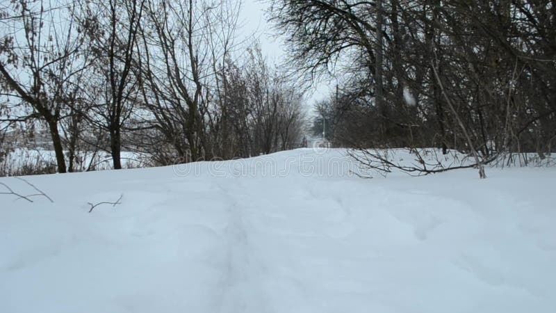 Snowy Path with Trees in the Background Stock Video - Video of white ...